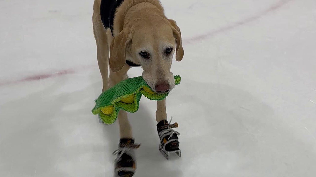 The world's first ice-skating dog hits the rink while carrying his ...
