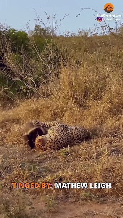 Honey Badger Tries Escaping Leopard's Grip - video Dailymotion