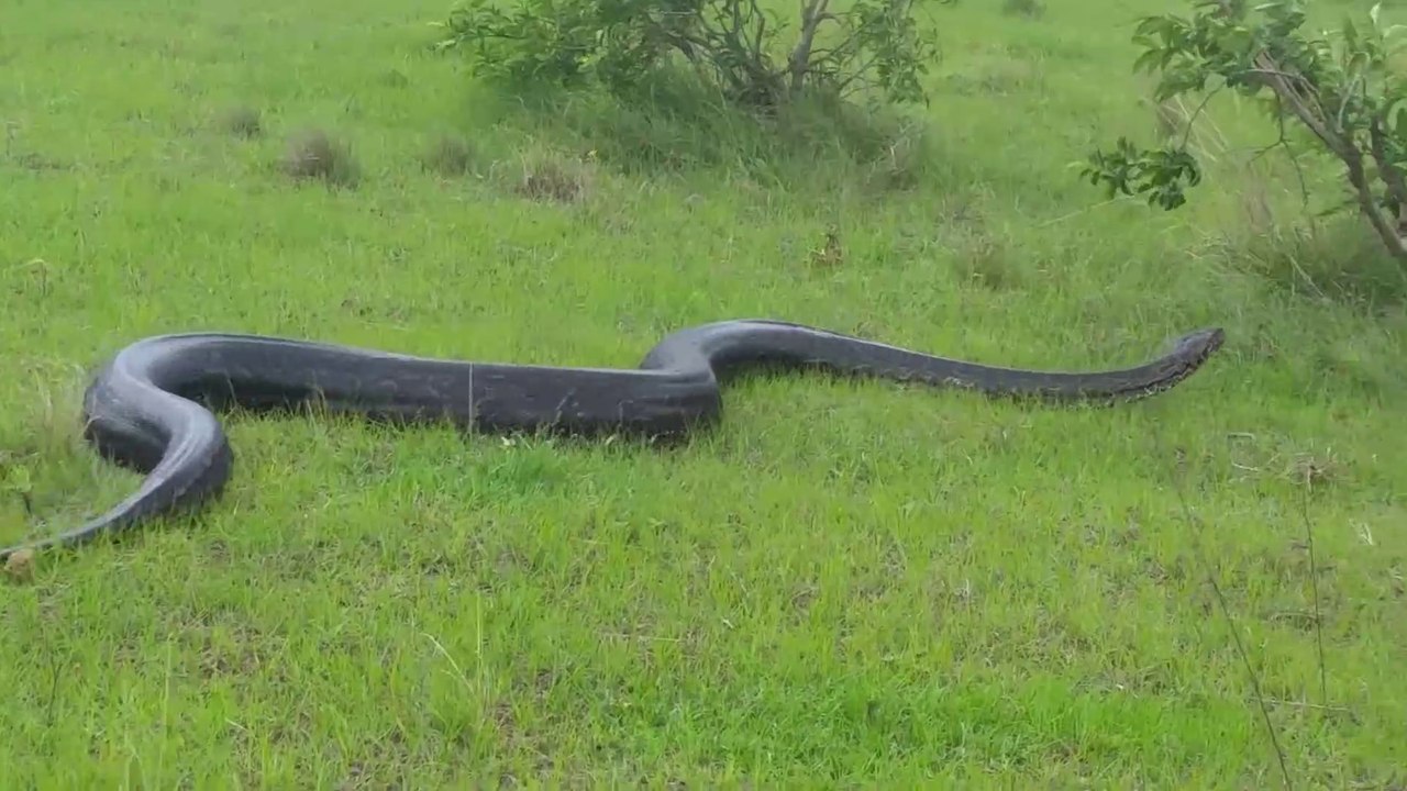 Terrible! Mother Leopard Tries To Struggle In The Giant Python's ...
