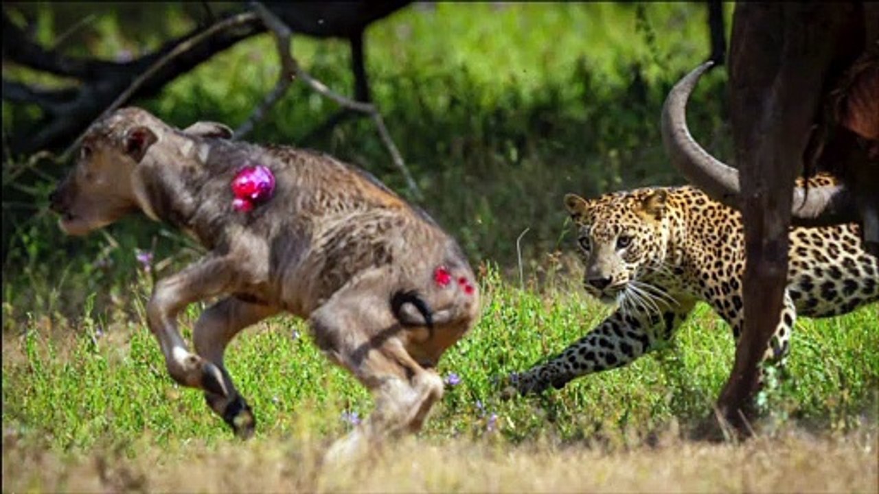 Hungry Leopard Died Tragically While Trying To Hunt A Newborn Buffalo ...