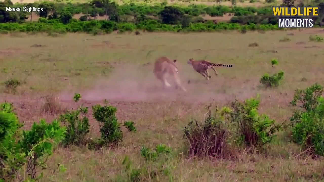 45 Most Brutal Moments Lion Vs Cheetah Real Fight - Wildlife Moments ...