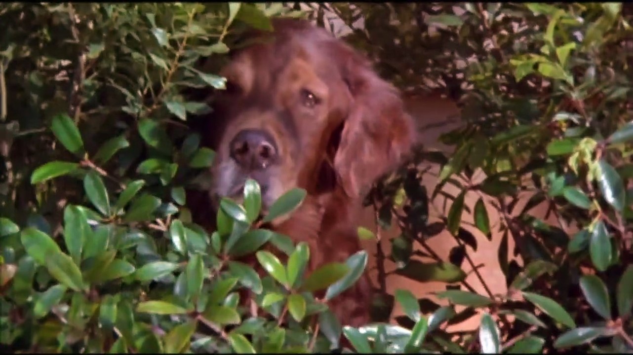 Fluke | movie | 1995 | Official Trailer - video Dailymotion