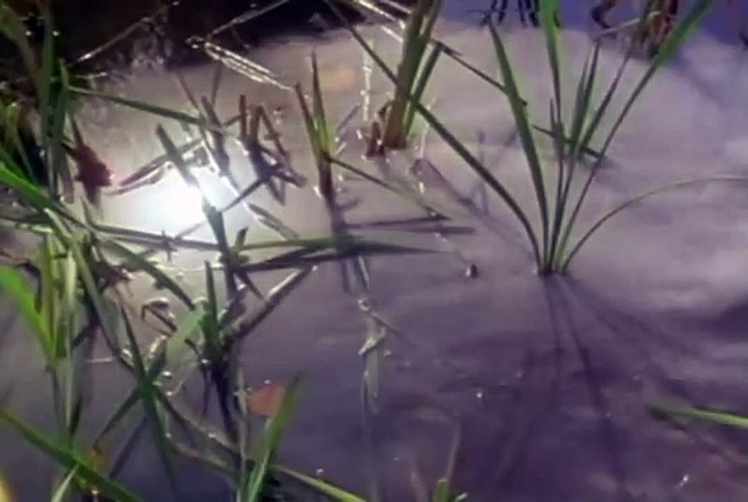 The Legend of Gator Face | movie | 1996 | Official Trailer - video ...