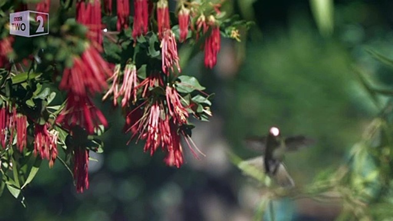 Patagonia: Earth's Secret Paradise | show | 2015 | Official Trailer ...