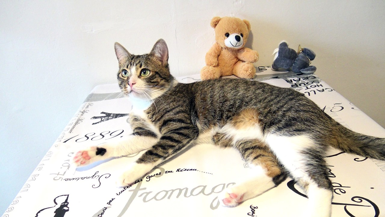 Cat Supervisor Watches Me Work - video Dailymotion