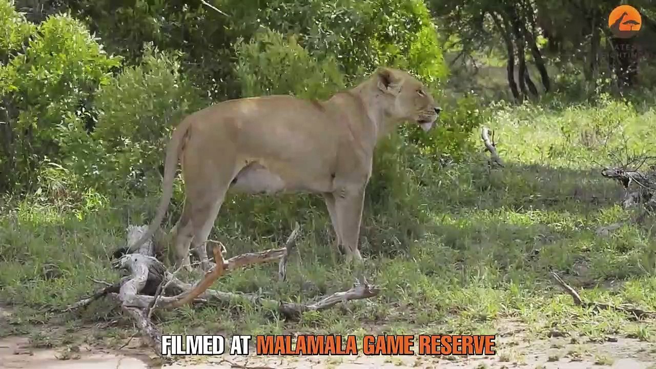 Rare Lion Birth Caught on Camera - video Dailymotion