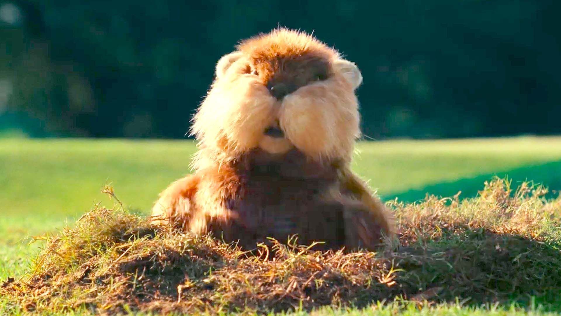 Caddyshack Gopher Wallpaper