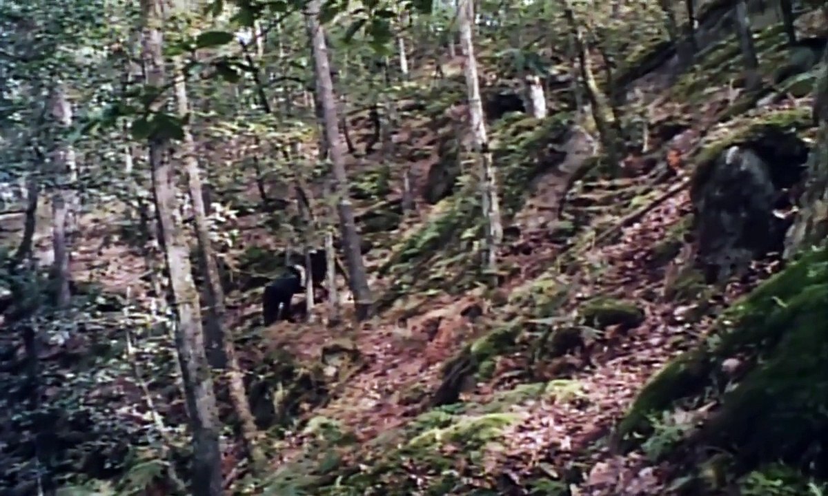 Pola X | movie | 1999 | Official Trailer - video Dailymotion