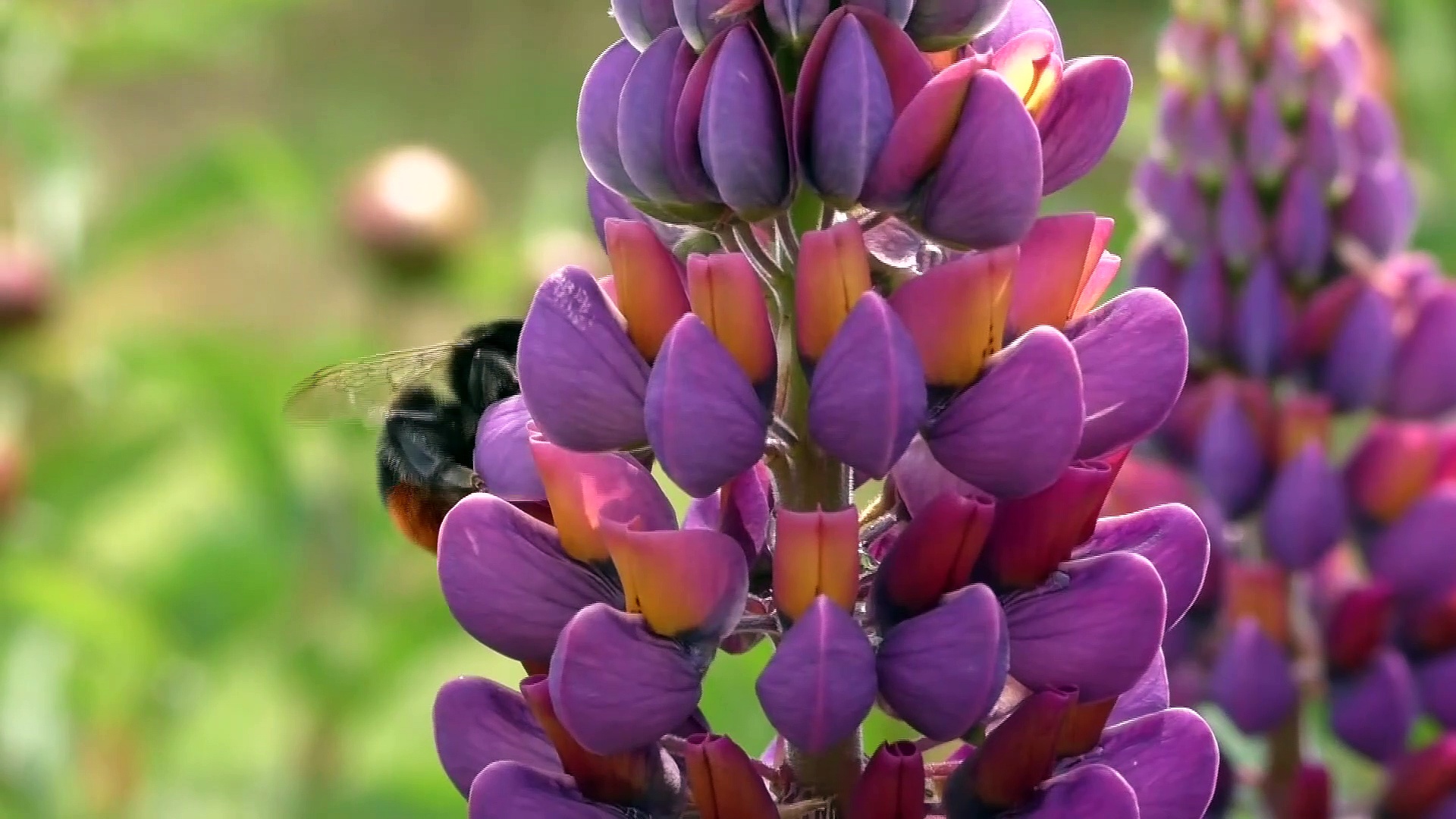 Number Of Flying Insects Decreasing Faster In Kent Than In The Rest Of The Uk