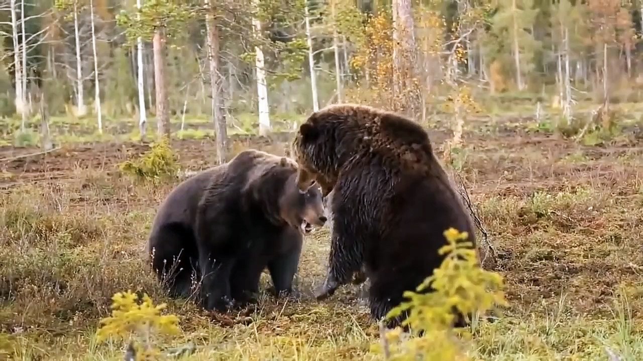 lion vs bear - Video Dailymotion