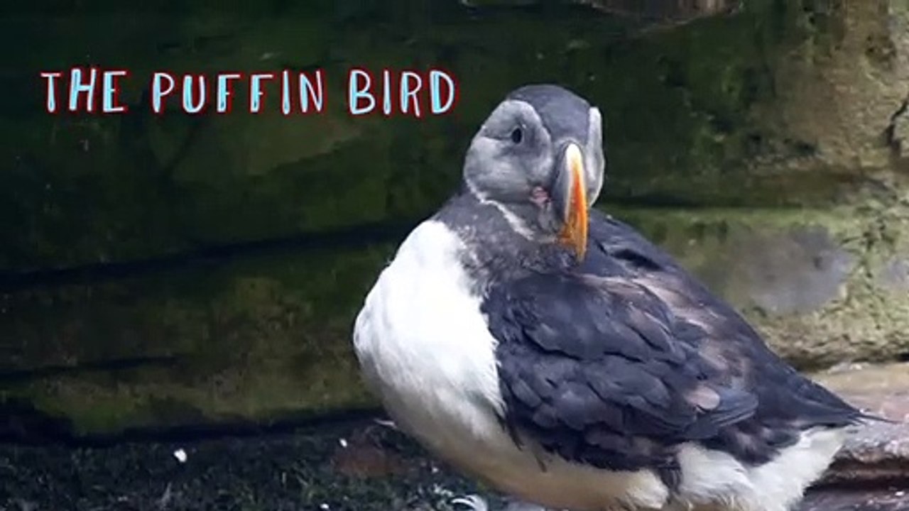 THE PUFFIN BIRD - video Dailymotion