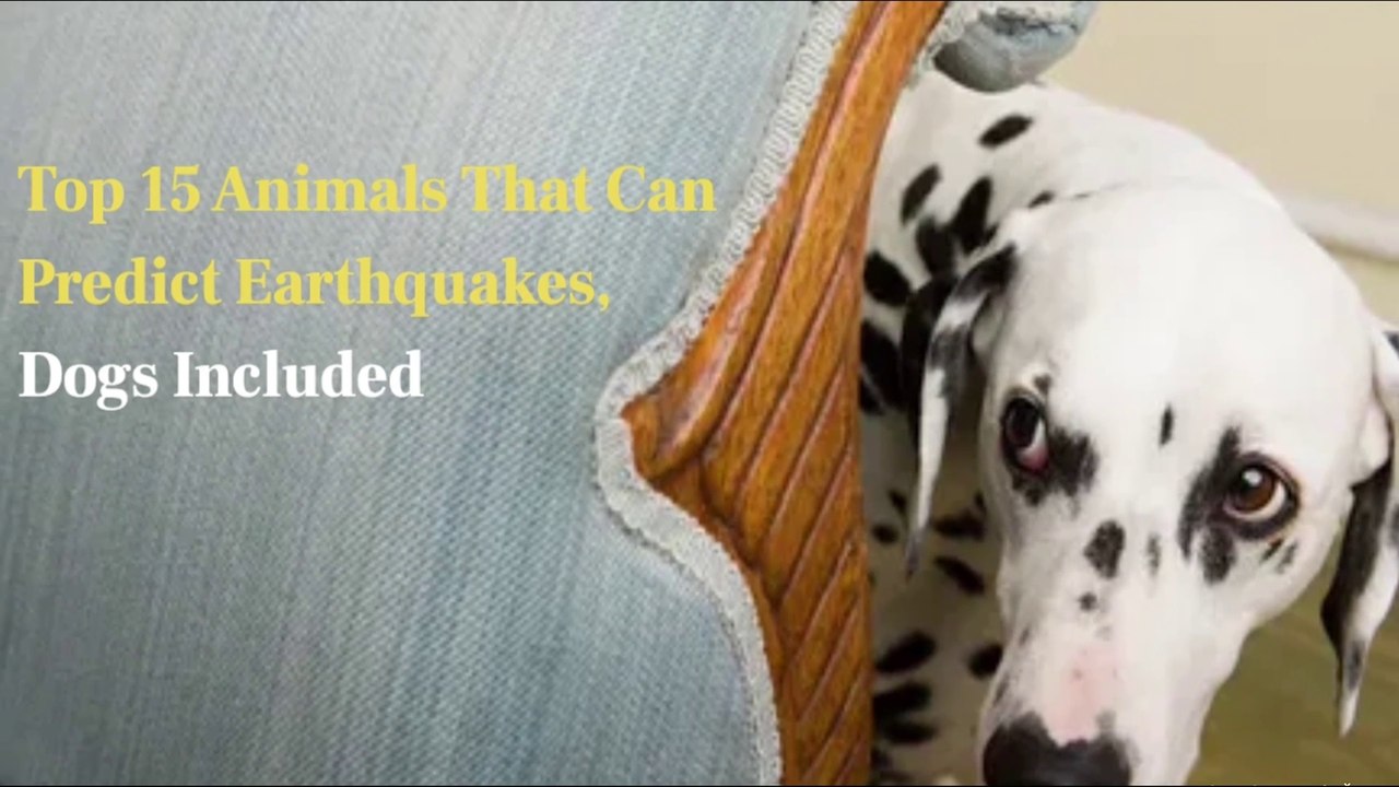 Top 15 animals that can predict earthquakes - video Dailymotion