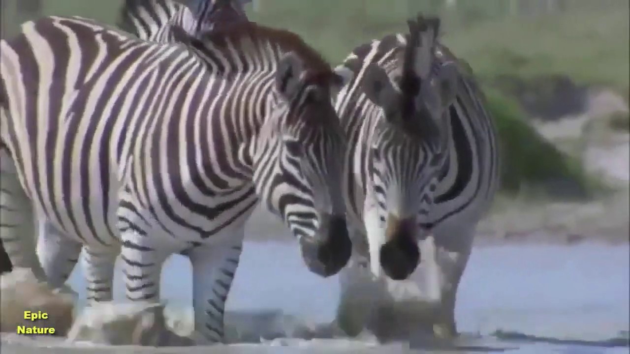 The Great Zebra Exodus (Nature Documentary) - video Dailymotion