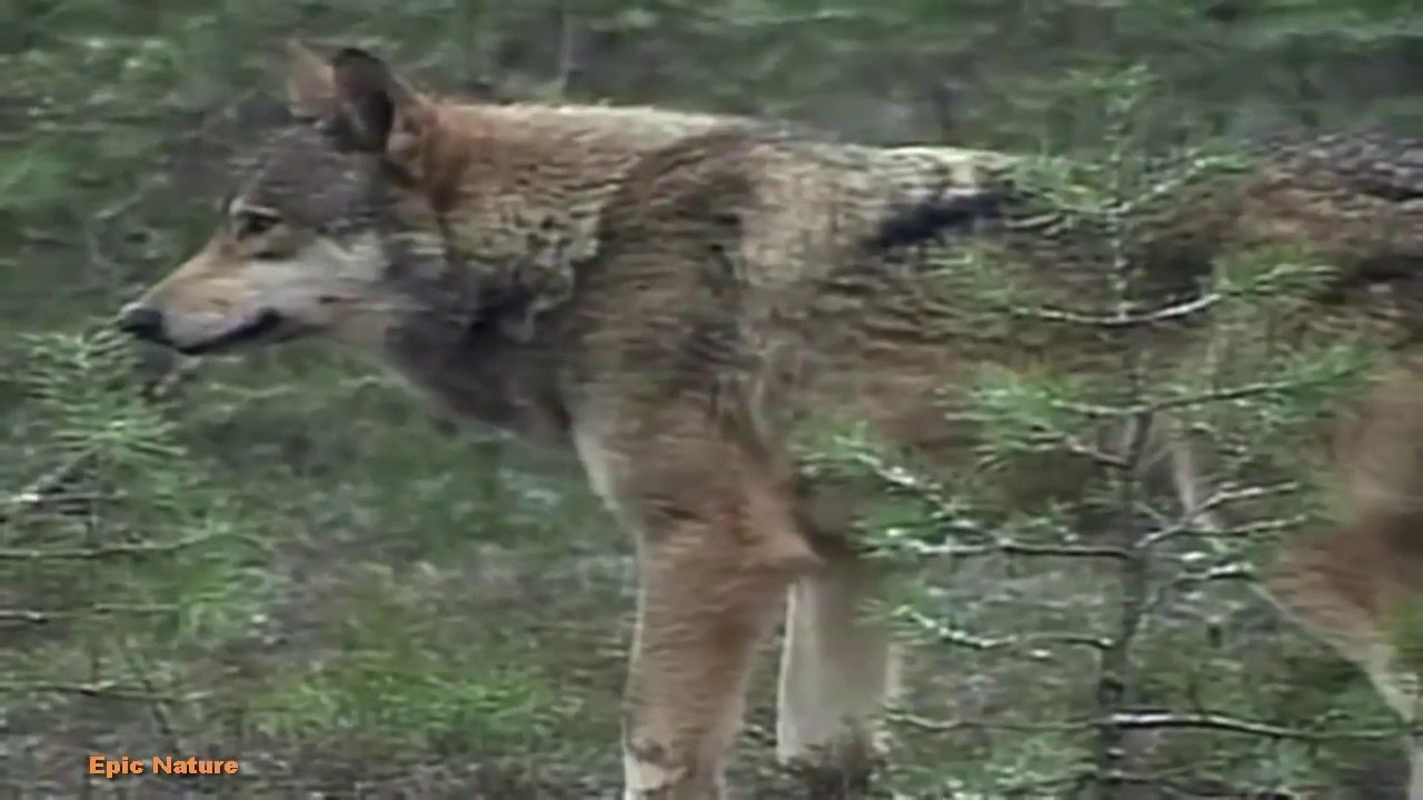 Return of the European Wolf (Nature Documentary) - video Dailymotion