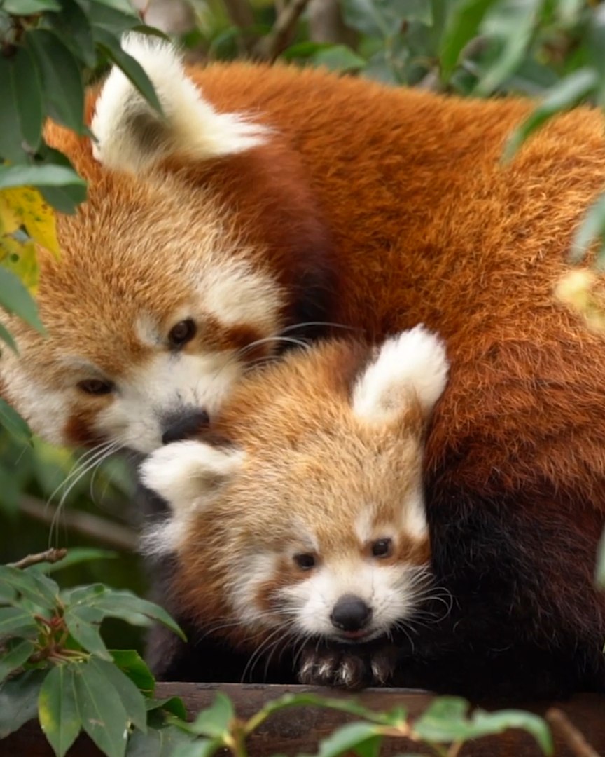 Red Panda Cute Overload