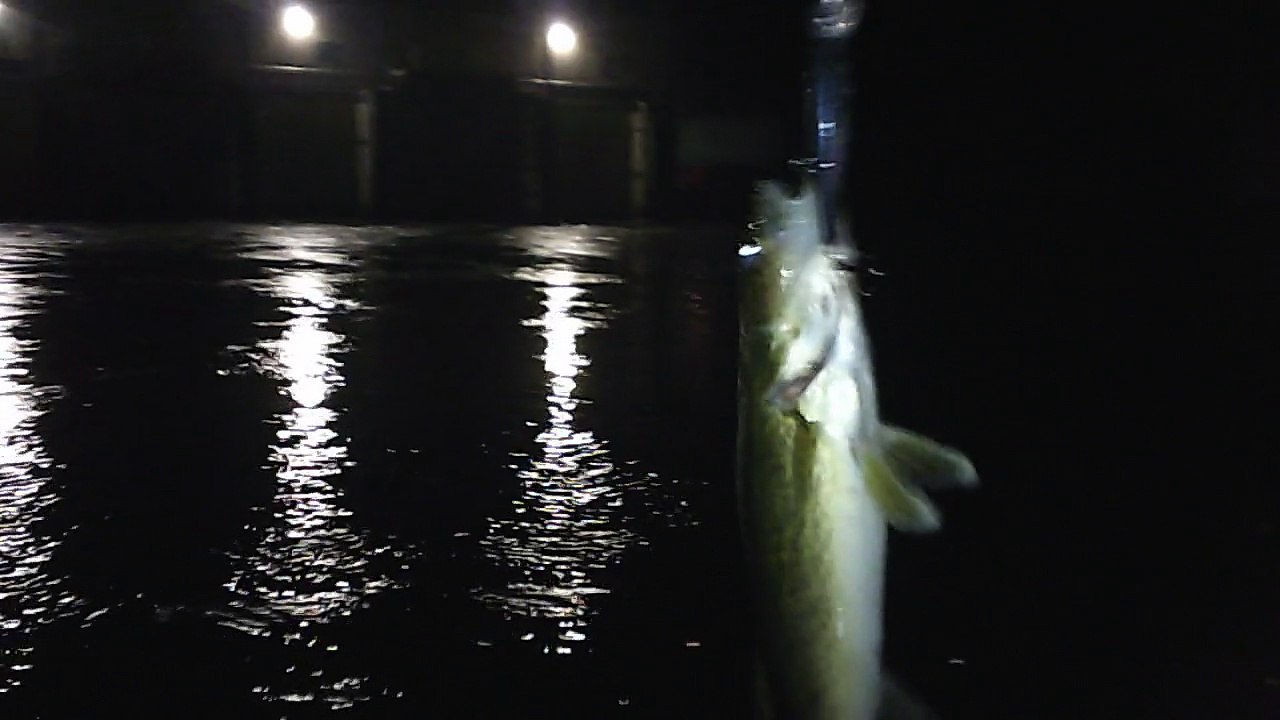 MCH 380 8 SECONDS THREE POUND WALLEY CAUGHT NIGHT FISHING AT DICKSON ...