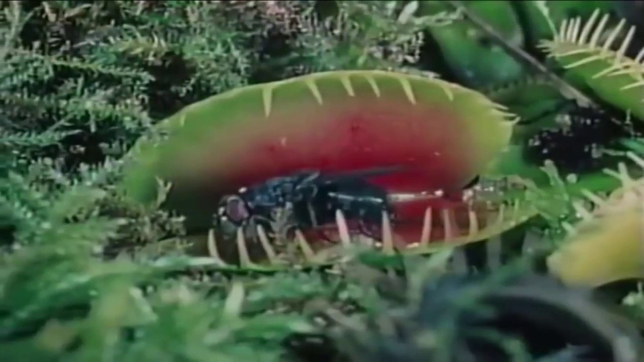 Insect Eater Plant (Nature Documentary) - video Dailymotion