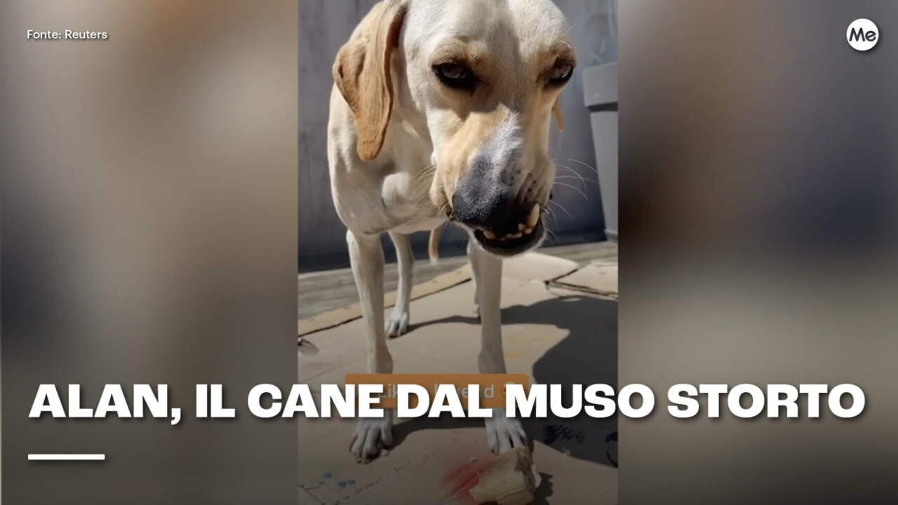 Alan, il cane dal muso storto - Video Dailymotion