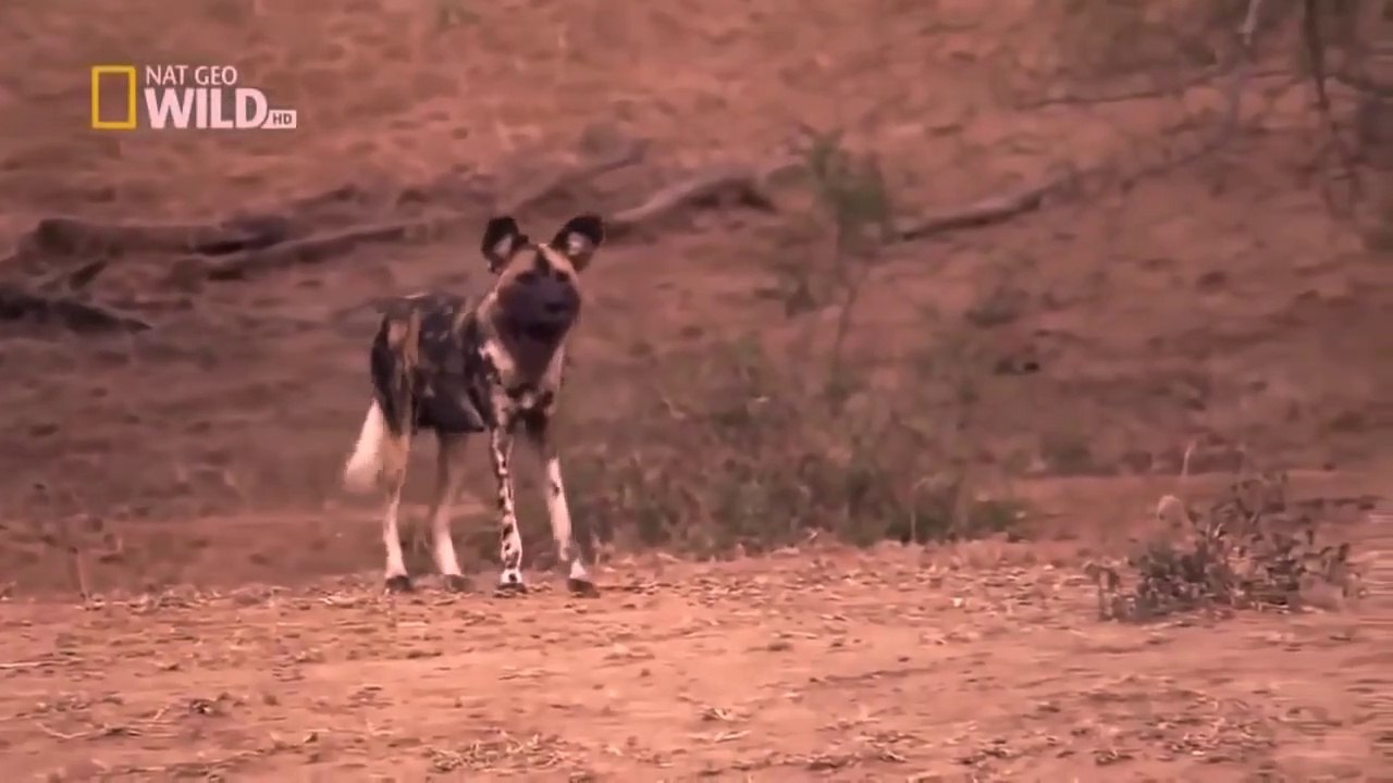 Nat Geo Wild Predators Wild Dogs HD Nature Documentary - video Dailymotion