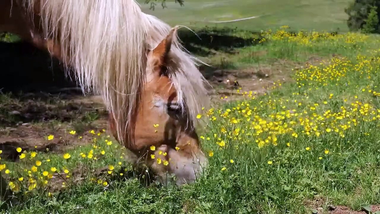 Amazing Wild Horse - Horses Running - Video Dailymotion