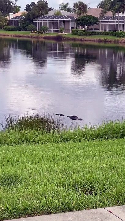 Large Alligators Spotted Near Homes in Sarasota, FL - video Dailymotion