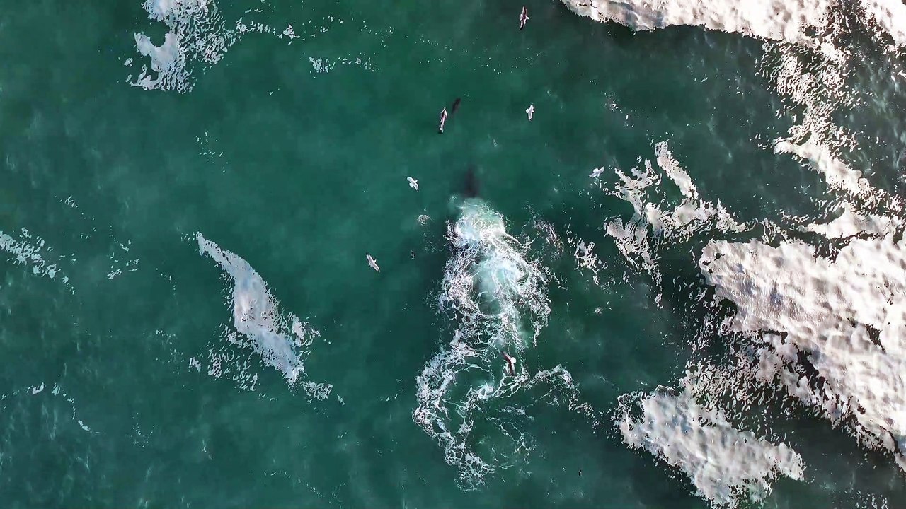 Stunning aerial footage shows whale playing with dolphins off the Isles ...