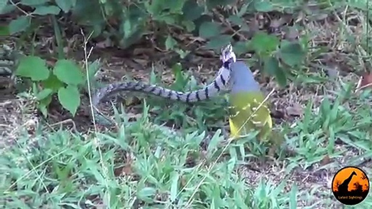 Bird vs Snake - Latest Sightings - Vidéo Dailymotion