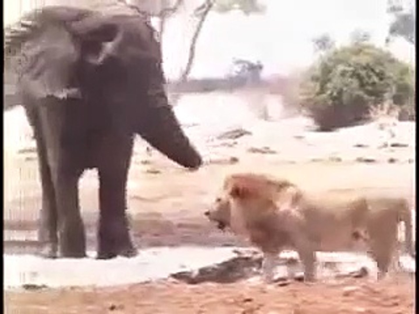 Elephant Attacks Lion Elephant Attacks Lion
