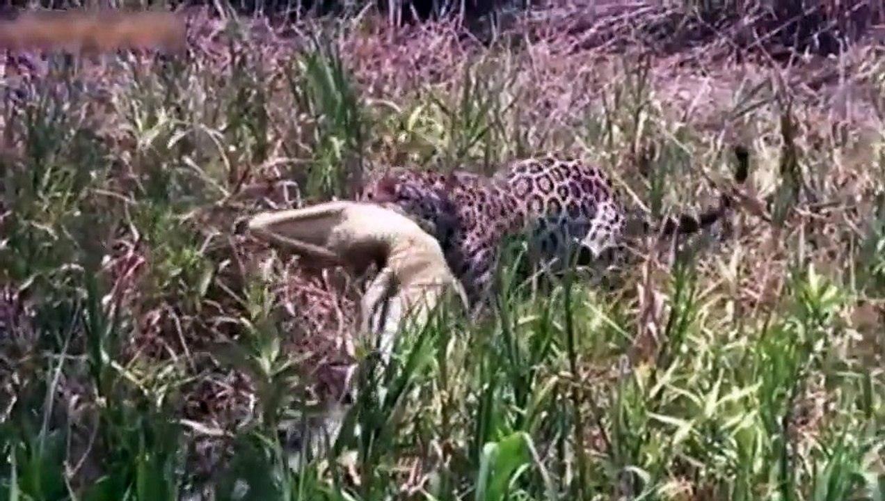 Wild Animals Fight To The Death HD (Lion, White Lion,Tiger,Leopard,Snow ...