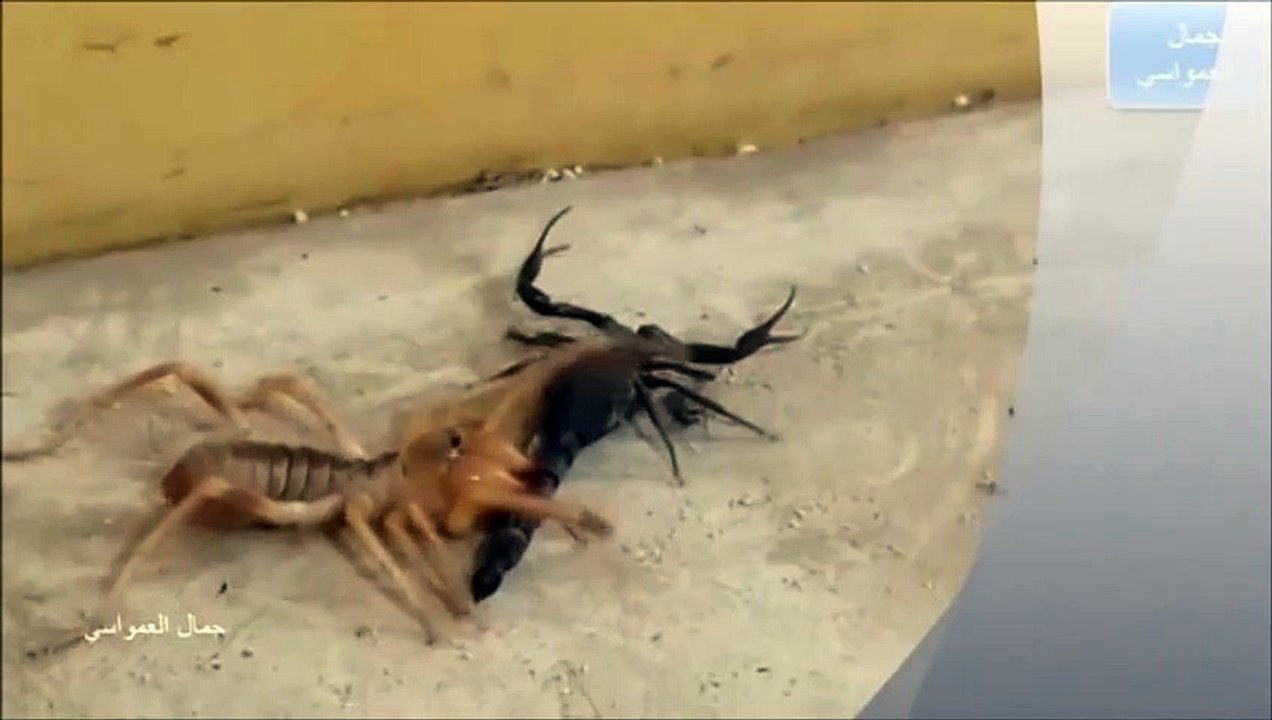Camel Spider vs black Scorpion REAL FIGHT - Vidéo Dailymotion