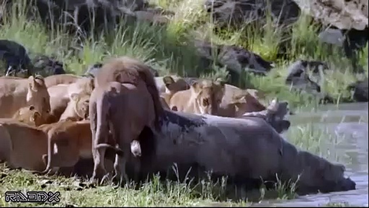 Biggest Wild Animal Fights #2 - Amazing Videos - Vidéo Dailymotion