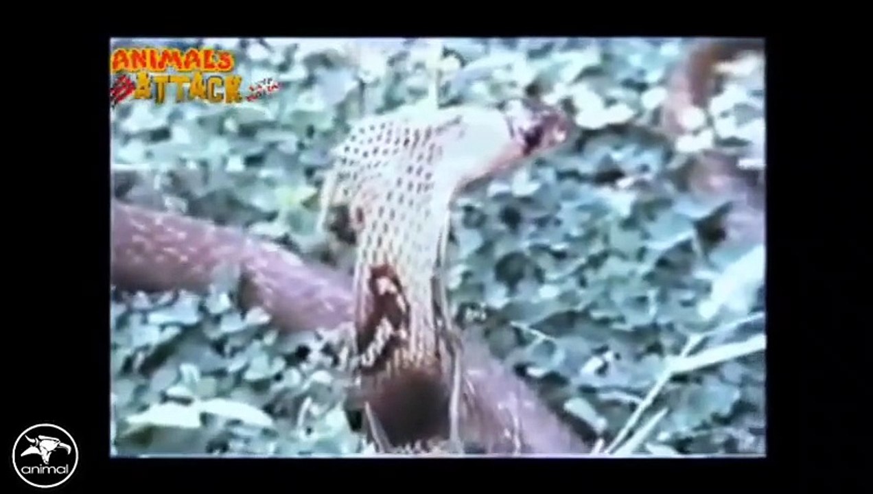 Eagle vs Snake Real Fight Eagle Attack Snakes ☆ Amazing Animal - Vidéo ...