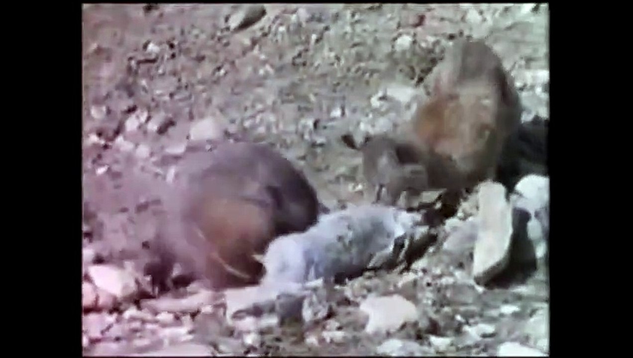 Eagles attack Eagle kill snake Action of Eagle Animal planet Wild ...