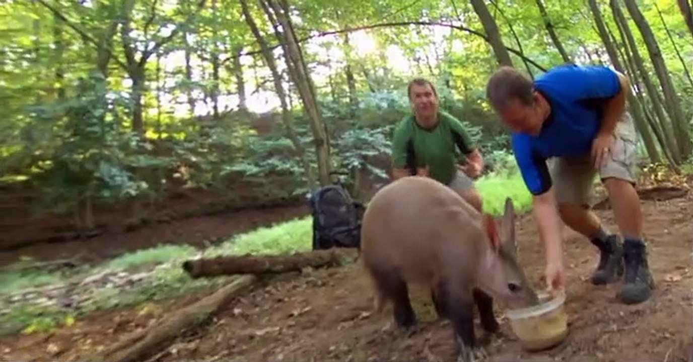 Wild Kratts Wild Kratts S01 E003 – Aardvark Town - video Dailymotion