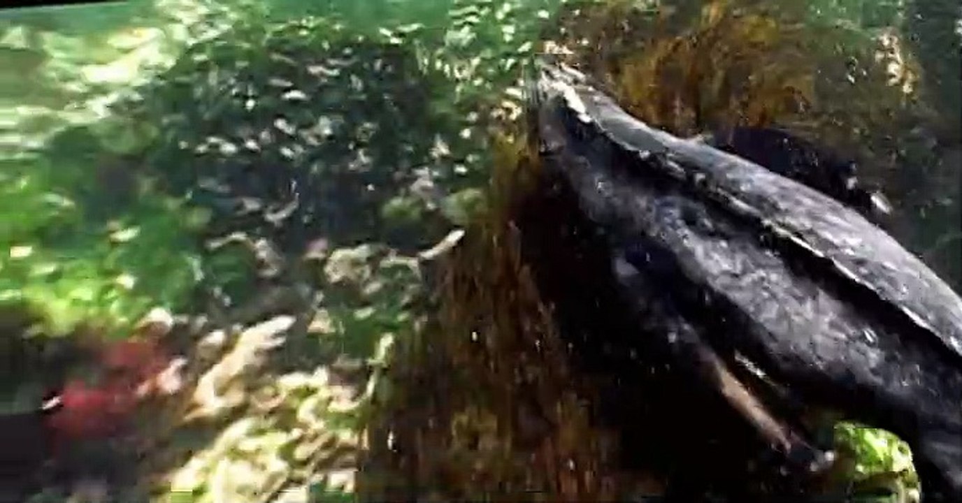 Wild Kratts Wild Kratts S01 E004 – Flight of the Draco - video Dailymotion