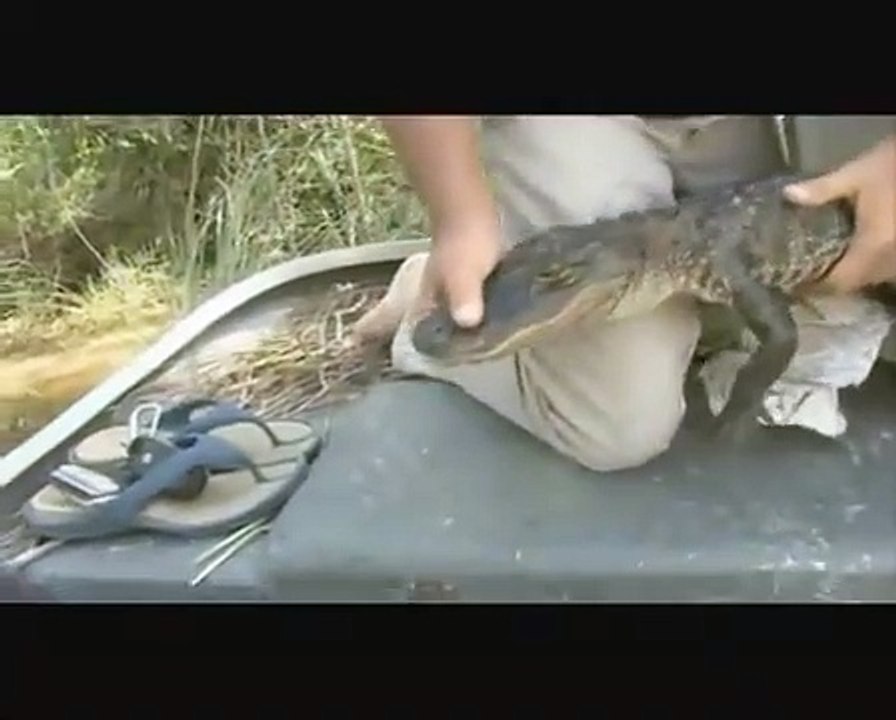 Animal Cops: Miami | show | 2010 | Official Clip - video Dailymotion