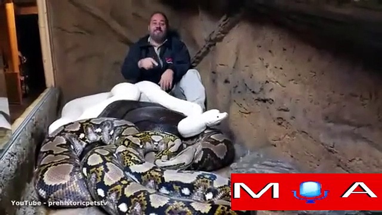 Snake enthusiast laughs off python attack - Vidéo Dailymotion