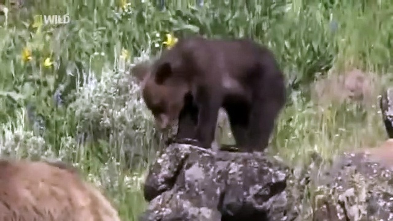 Discovery wild animals attack Wolves vs Grizzly Bears Discovery - Vidéo ...