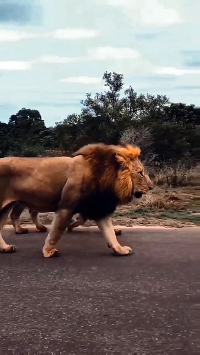 Ham_apna_waqt_barbad_nhi_krte_%F0%9F%A6%81%F0%9F%A6%81%F0%9F%A6%81%F0 ...