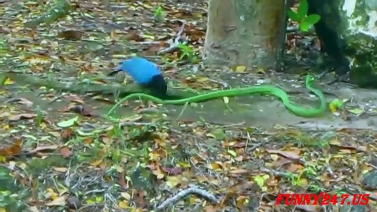 Bird vs Snake - Latest Sightings #2 - World's Deadliest - Eagle - Vidéo ...