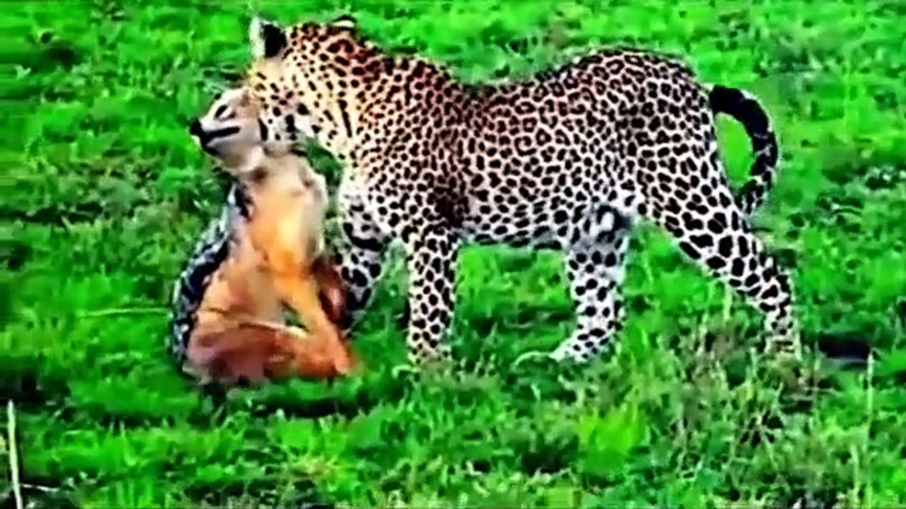 Leopard vs Black Eagle Real Fight Python Channel Tv - Vidéo Dailymotion