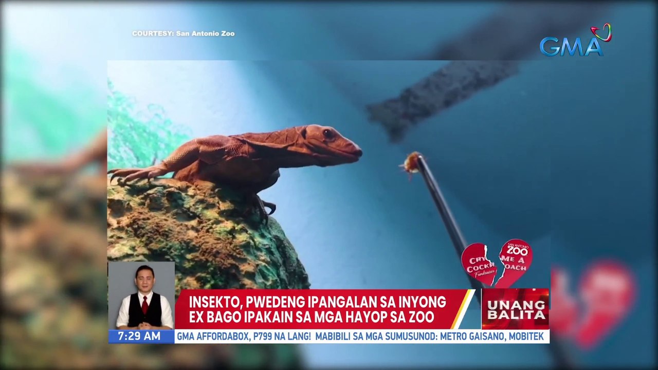 Insekto, pwedeng ipangalan sa inyong ex bago ipakain sa mga hayop sa ...