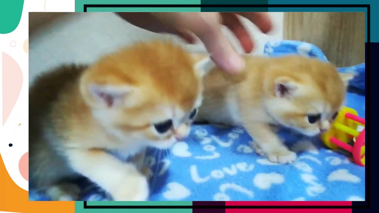 baby cats - cute and funny baby cats video compilation - Video Dailymotion