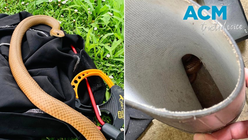 Deadly eastern brown snake found in Queensland family's gumboot | The ...