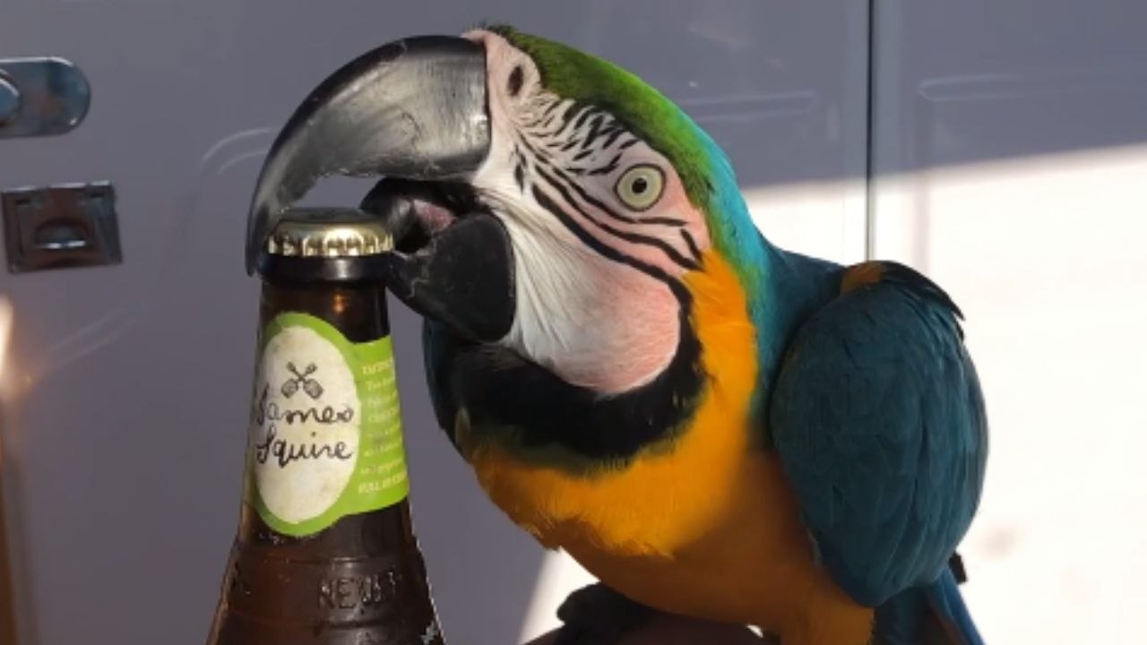 This parrot makes his sailing owners' life on boat easier with his ...