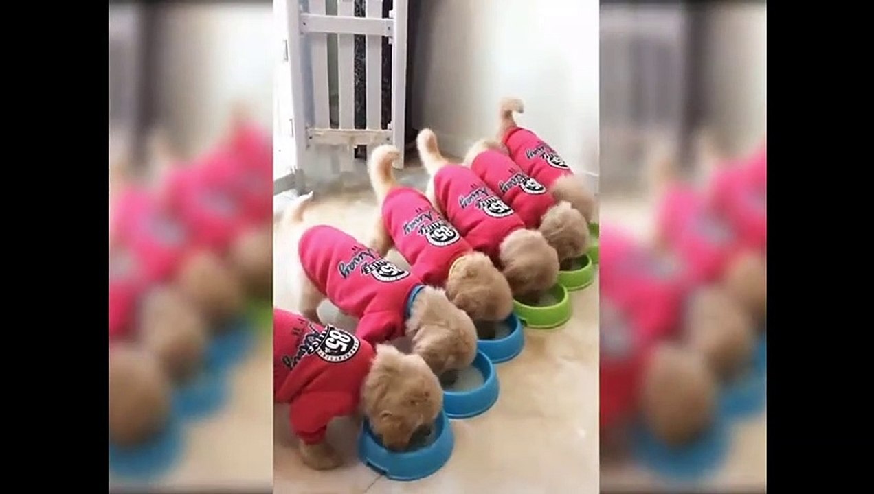 Animals-Funny dog part 2 - video Dailymotion