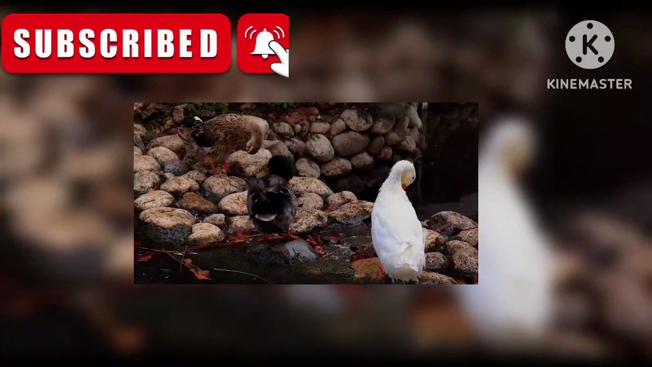 Duck video/ Batakh video - video Dailymotion