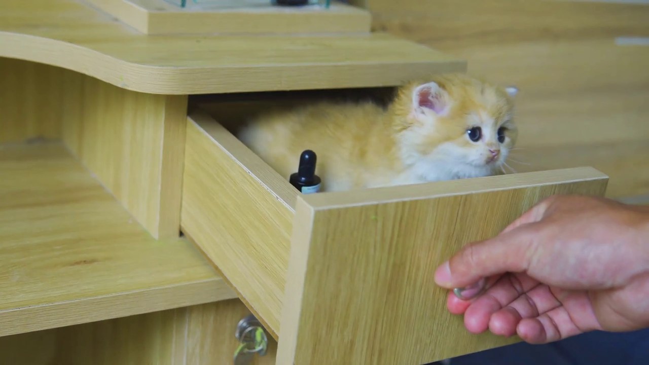 The Daily Life Of Kitten Pudding - Video Dailymotion