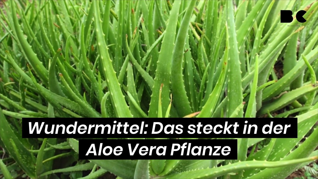 Wundermittel: Das steckt in der Aloe Vera Pflanze - video Dailymotion