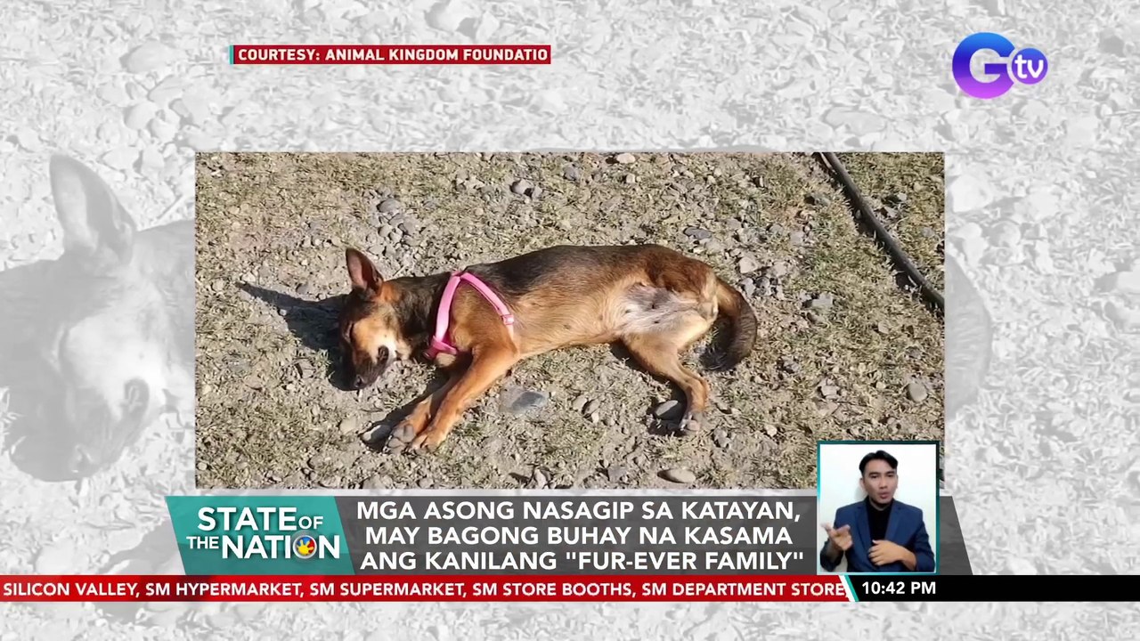 Mga asong nasagip sa katayan, may bagong buhay na kasama ang kanilang ...